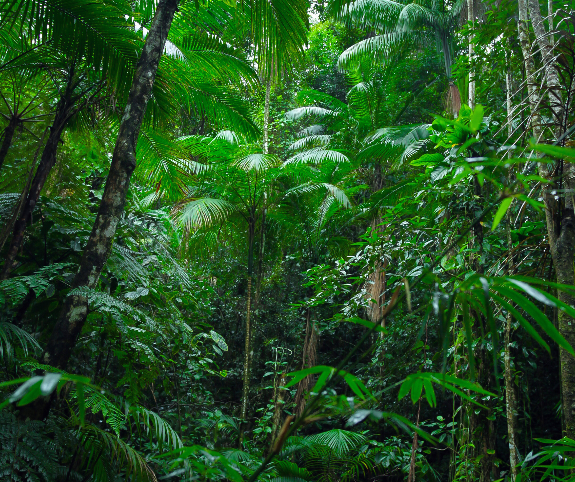 FSC welcomes the new EU anti-Deforestation Regulation | Forest ...