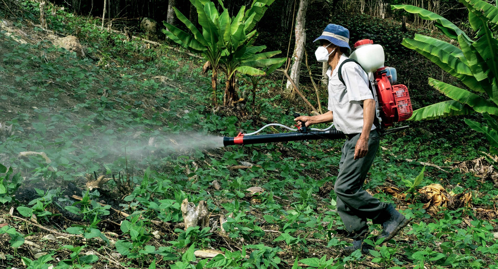 FSC publishes the updated Lists of Highly Hazardous Pesticides | Forest ...